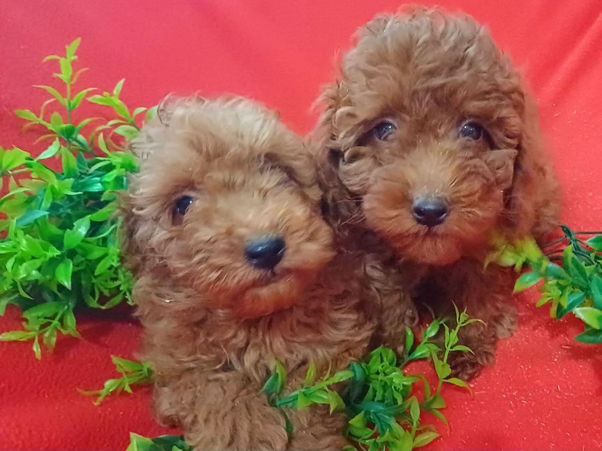 Пуделя мини