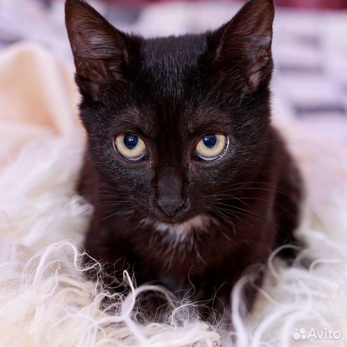 Котёнок девочка, 3.5 месяцев