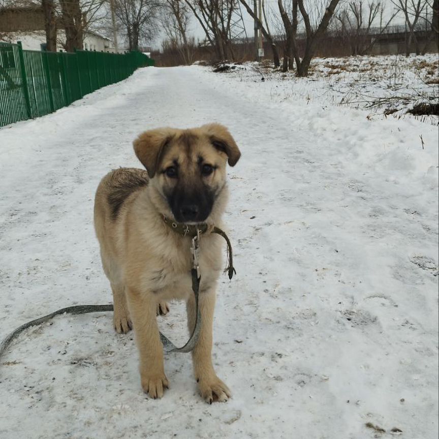 Отдам в ответственные ручки