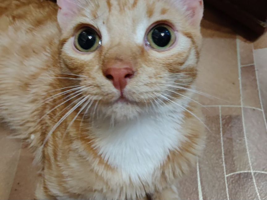 Рыжий котенок мальчик