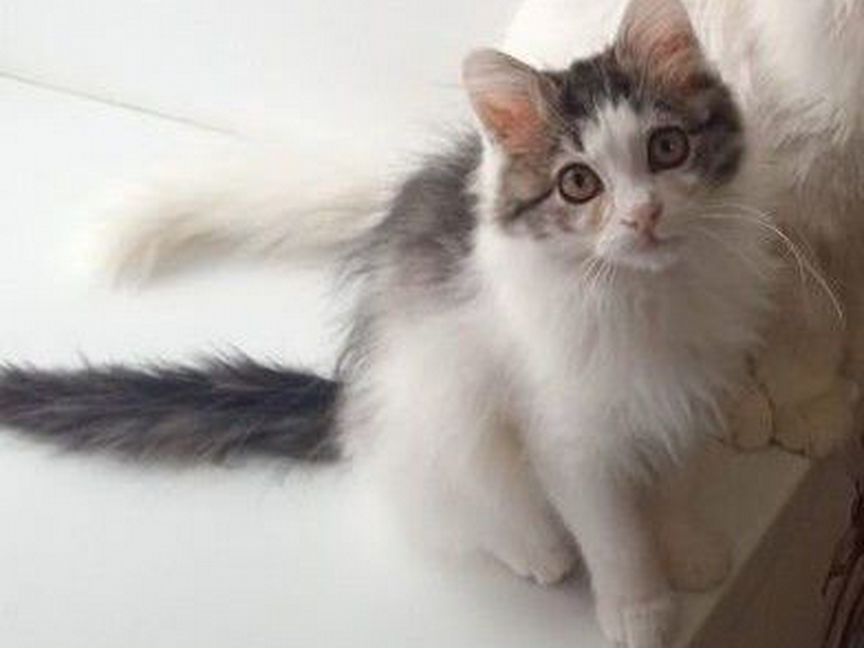 Котёнок Пуш