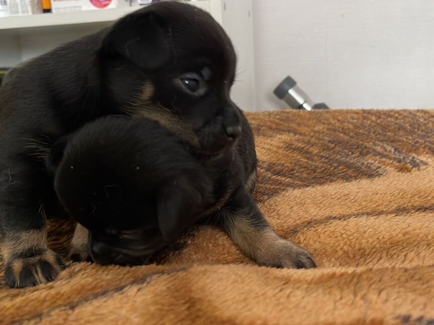 Щенки мелкой собачки дворняжки