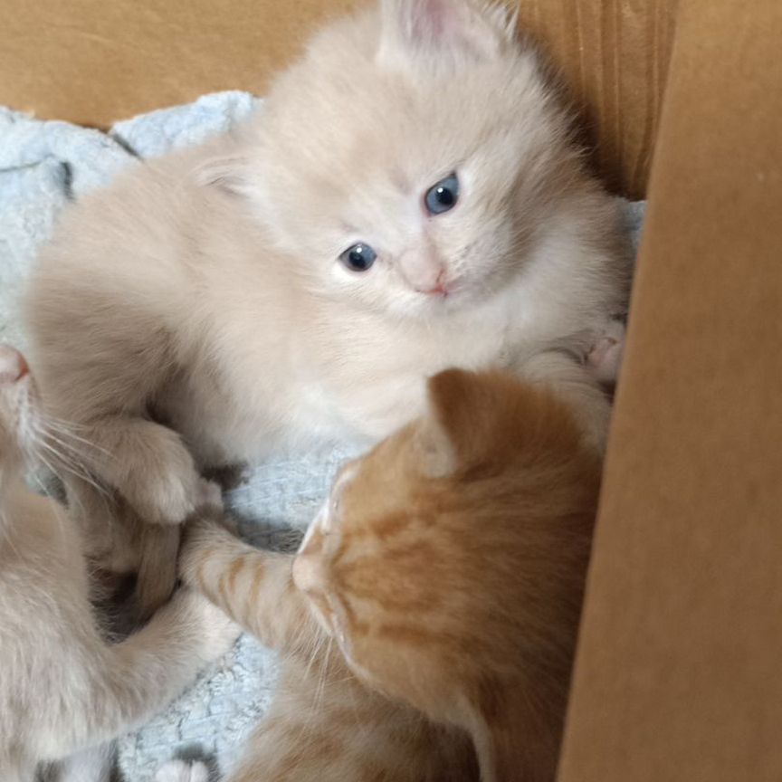 Шотландский вислоухий короткошёрстный котёнок