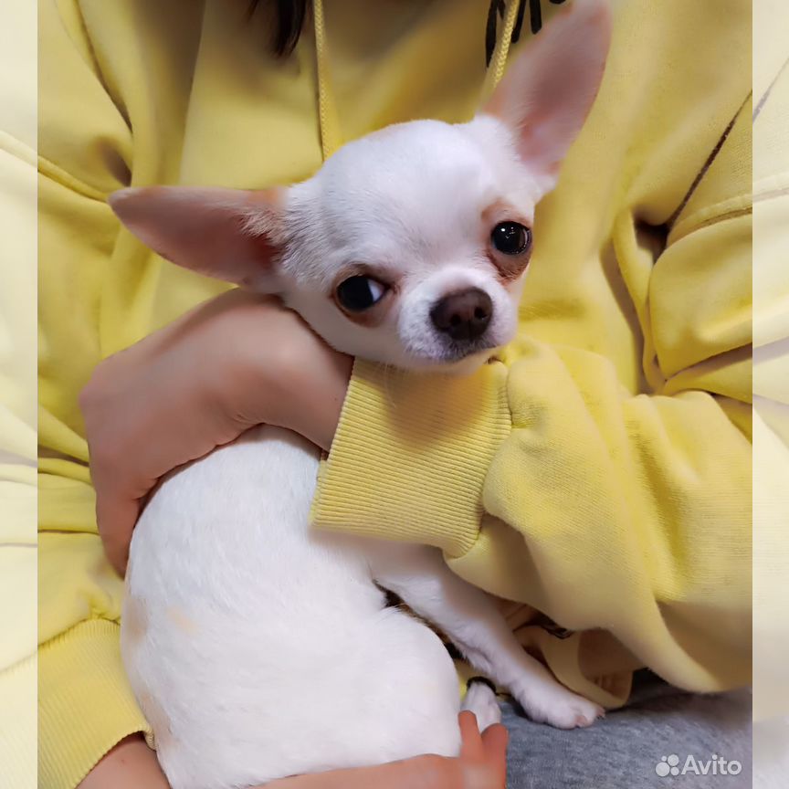 Вязка чихуахуа