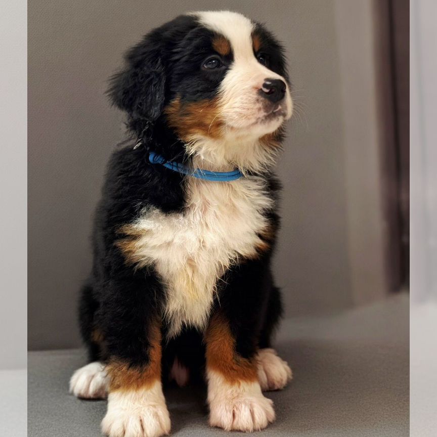 Бернский зенненхунд, щенок