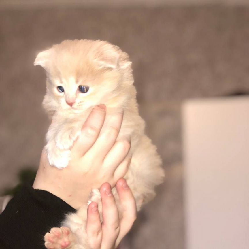 Шотландские вислоухие котята