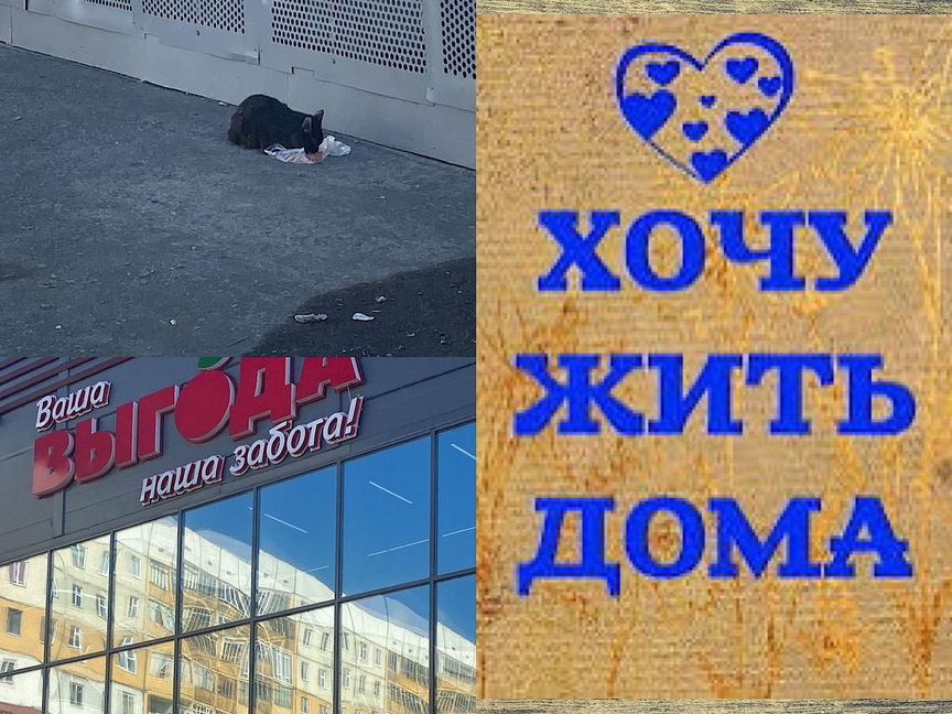 Котейка га улице