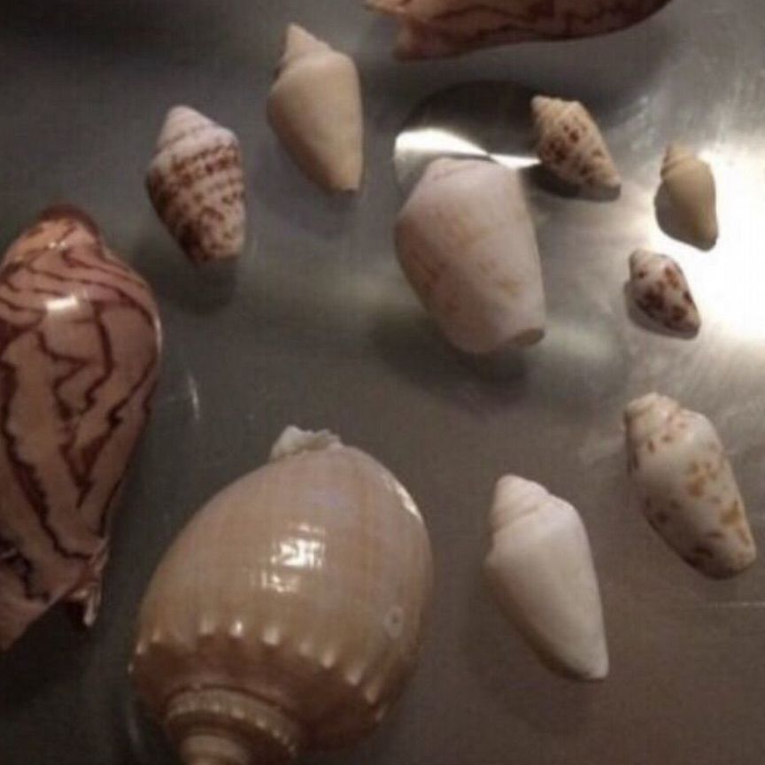 Морские ракушки