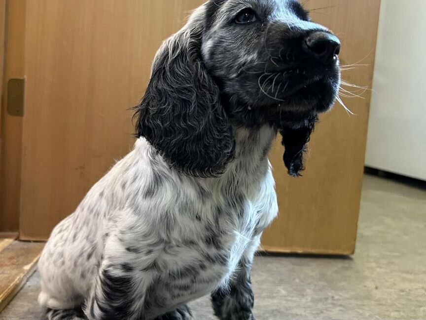 Русский охотничий спаниель щенята