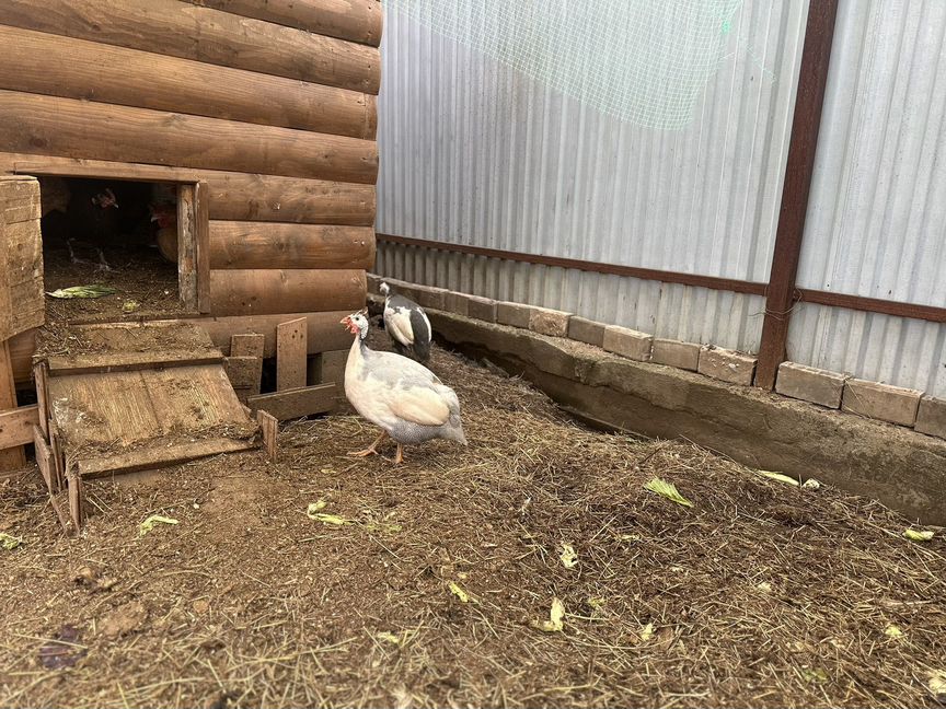 Продам двух цесарок