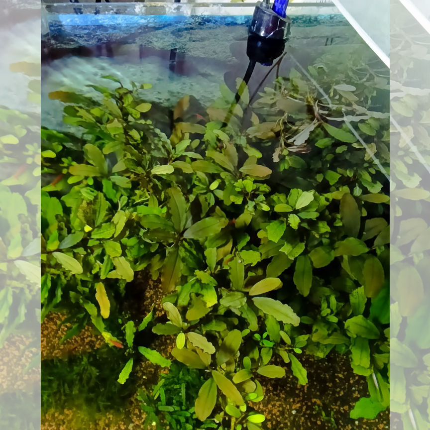 Аквариумные растения буцефаландры