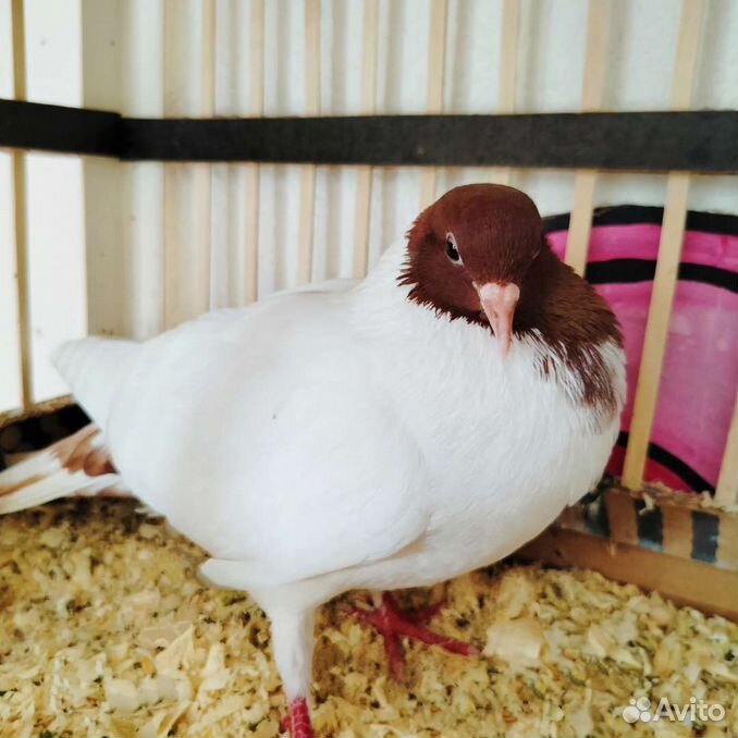 Голубь бойный головастик