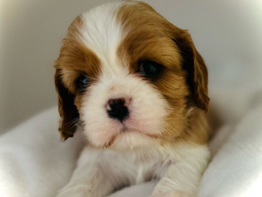 Кавалер кинг чарльз спаниель девочки