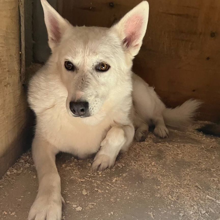 Умка, белый красавчик