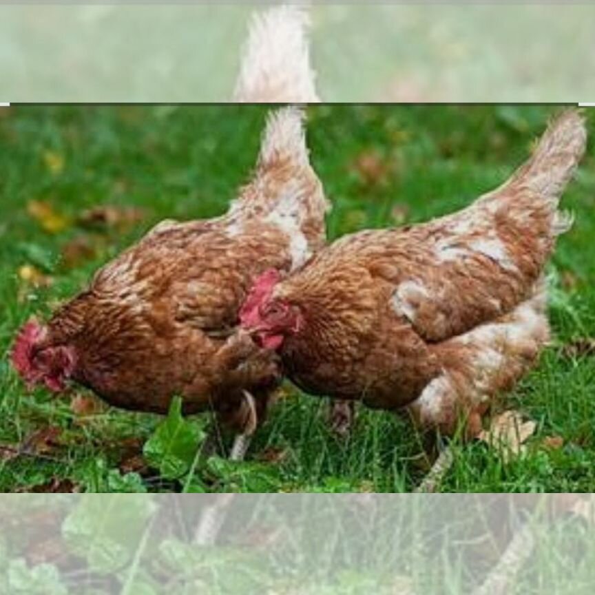 Куры несушки