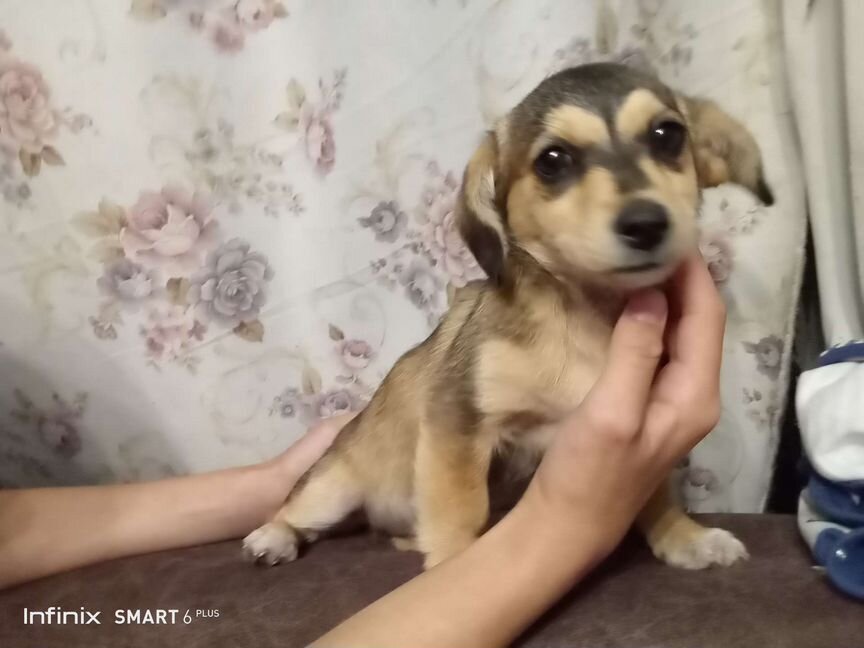 Дворняжка