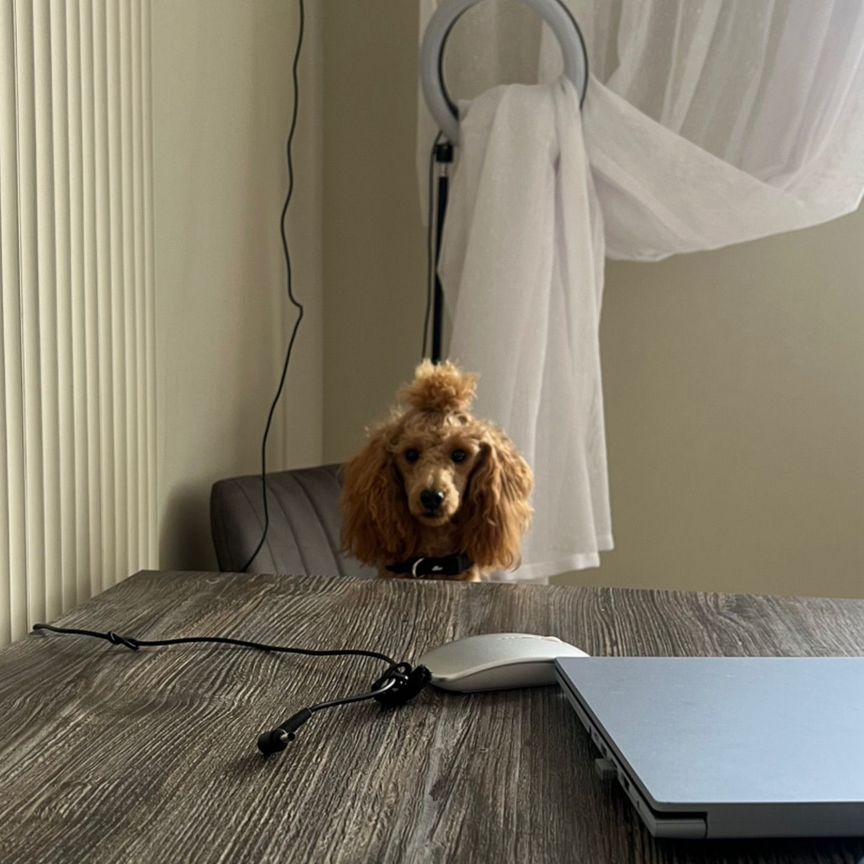 Карликовый пудель вязка