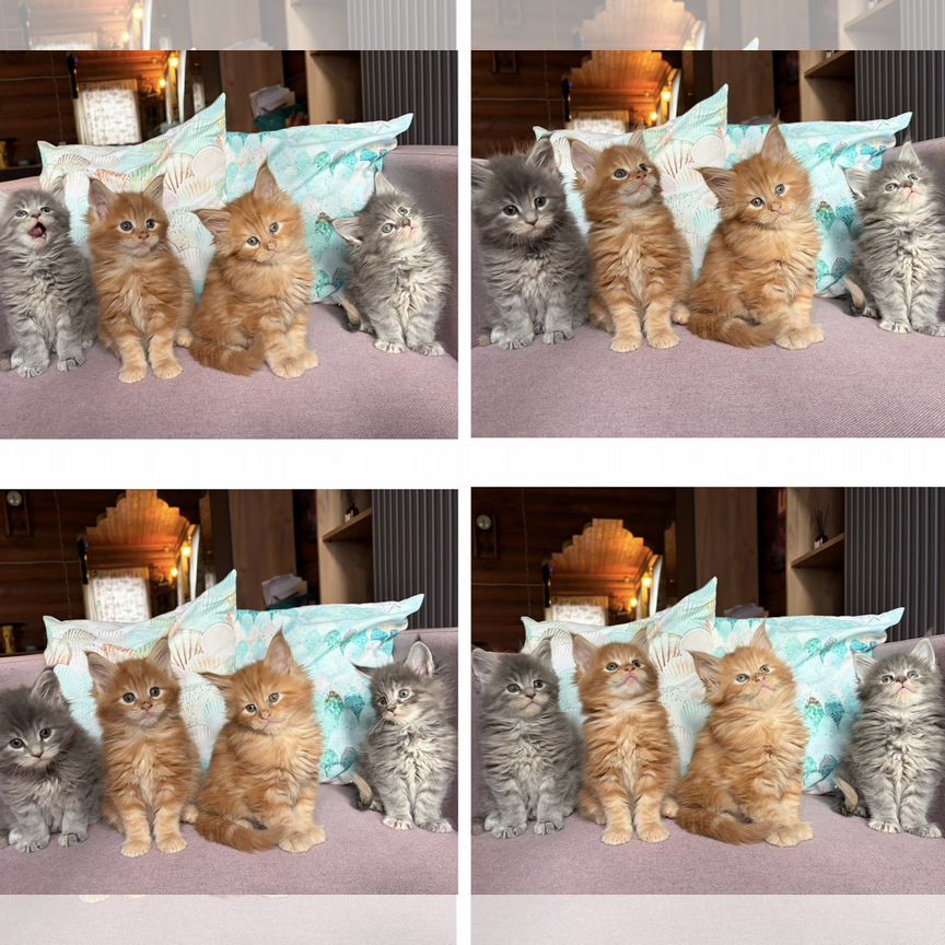 Мейн-кун котёнок