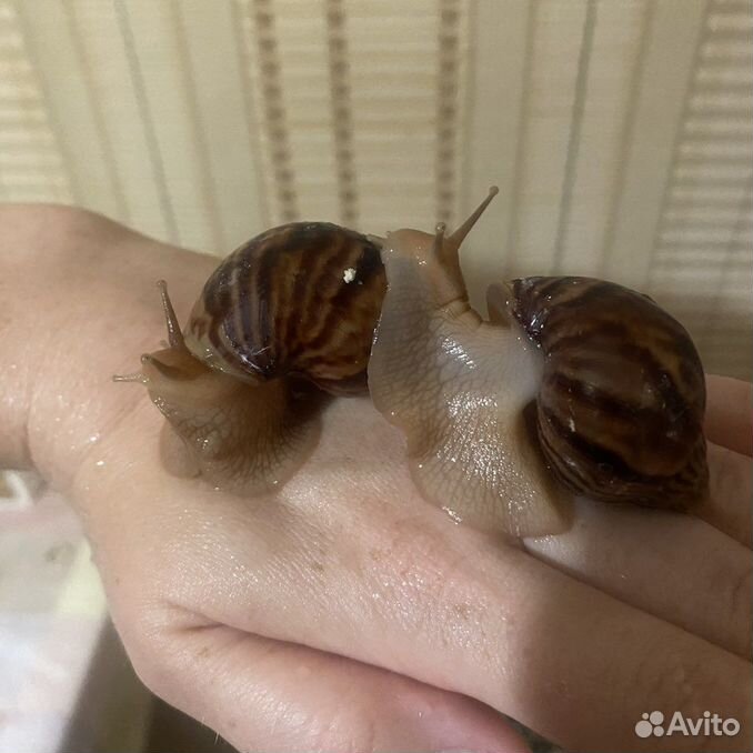 Улитки ахатины тигр