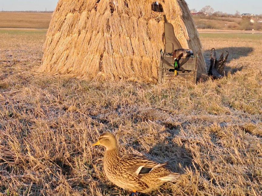 Подсадные утки