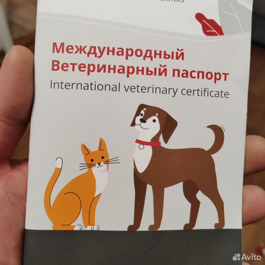 Домашние животные собаки щенки