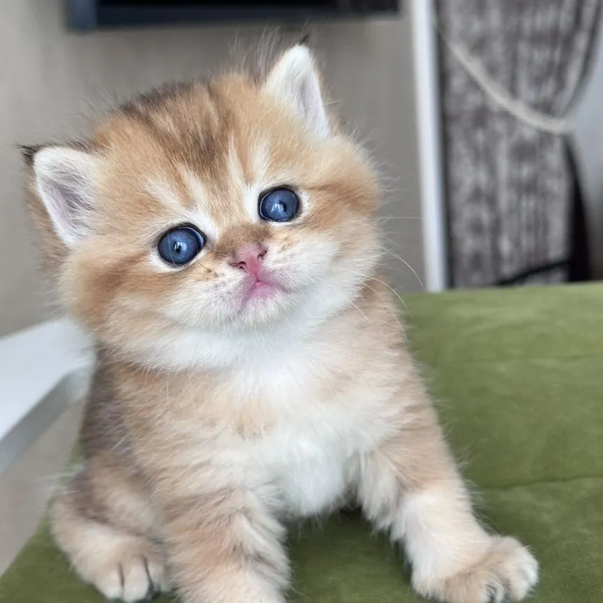 Шотландские котята