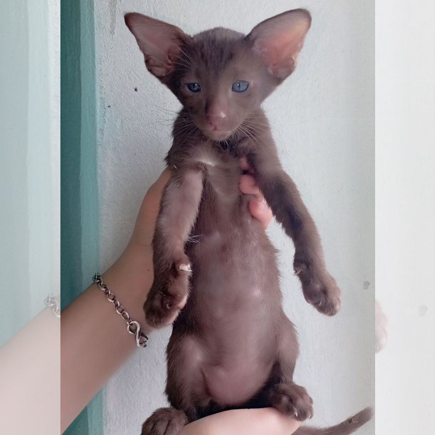 Шоколадная Принцесса папа экстрим