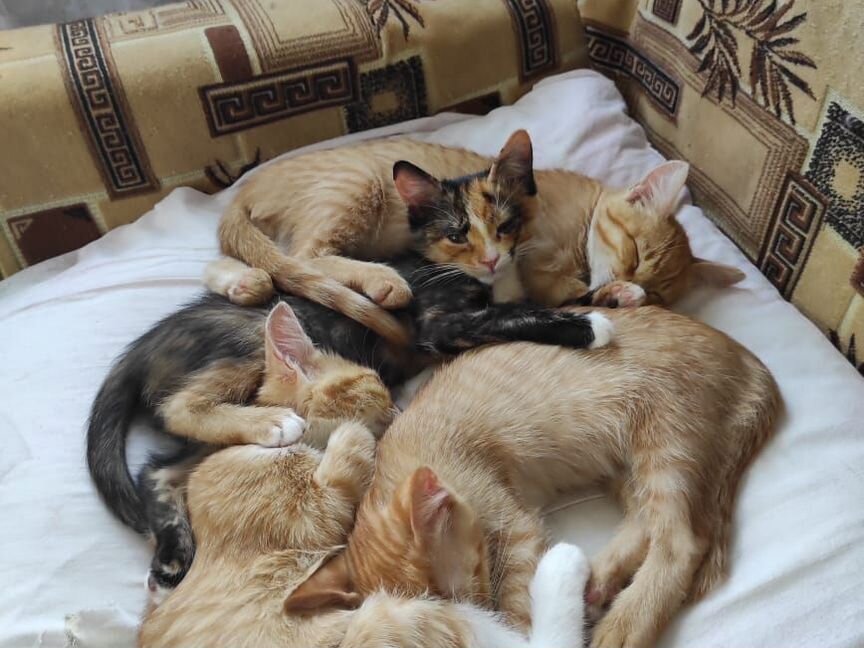 Котята-рыжульки