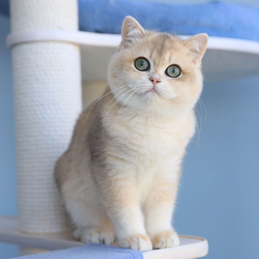 Британская голубая шиншилла