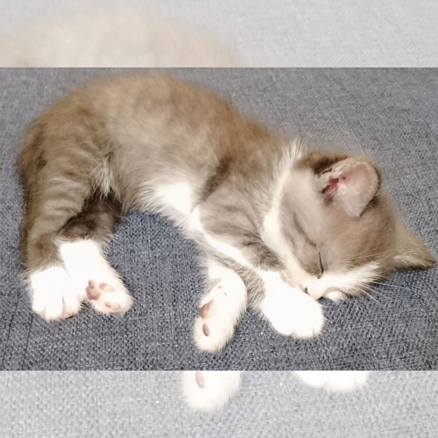 Котёнок в добрые руки