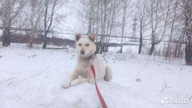 Собака 2 года стерилизована