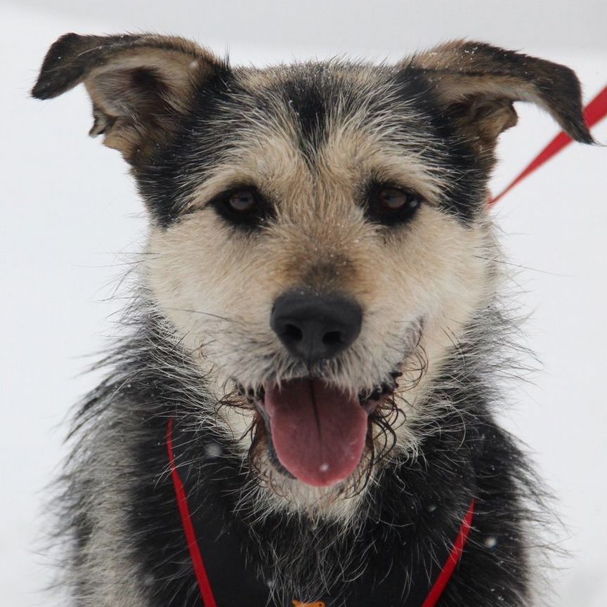 Метис терьера Оззи в дар