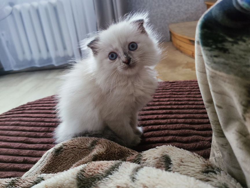 Котята