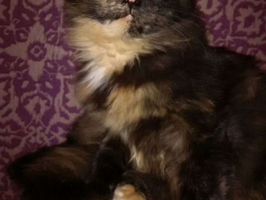 Котёнок в поисках семьи