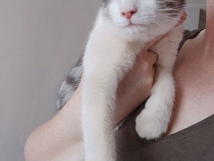 Котик ищет дом