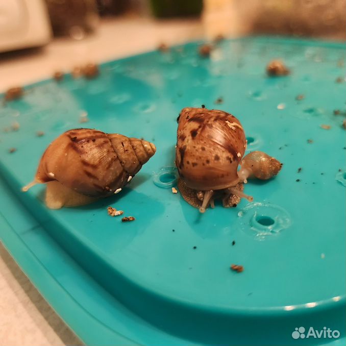 Улитки ахатины бесплатно