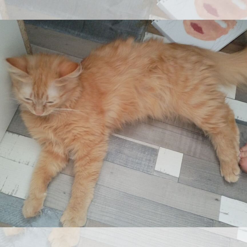 Ориентальный котёнок