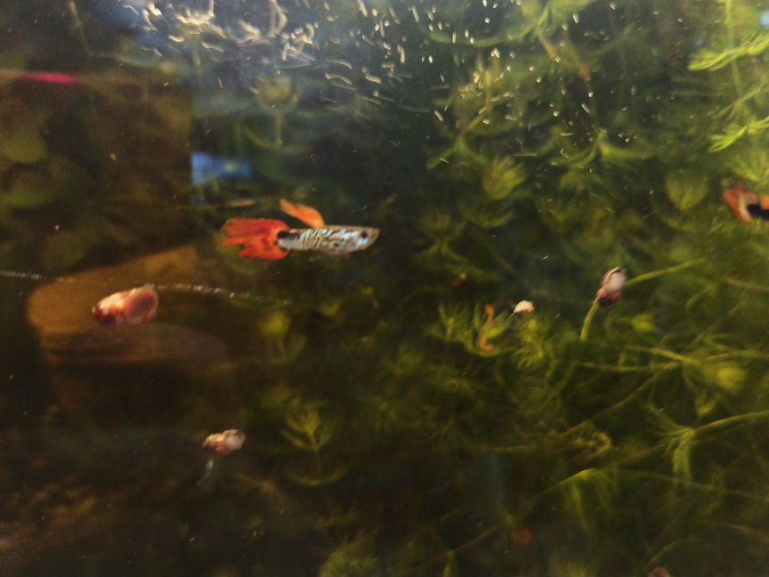 Рыбки гуппи
