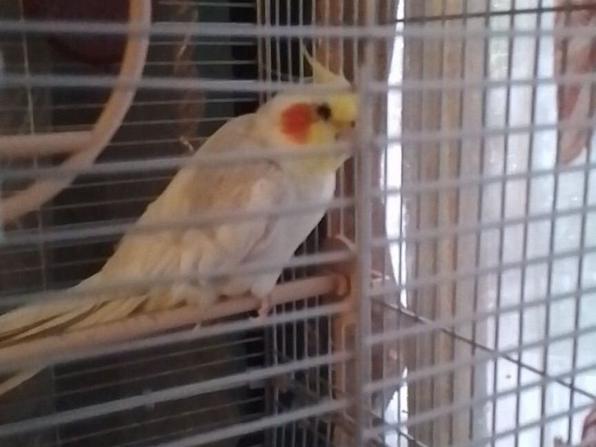 Попугай корелла