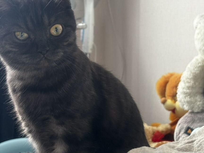 Кошка британка