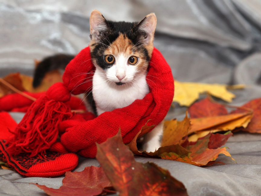 Котёнок в добрые руки