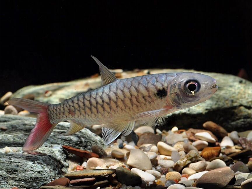 Тетра Хальцеус краснохвостый (Chalceus macrolepid