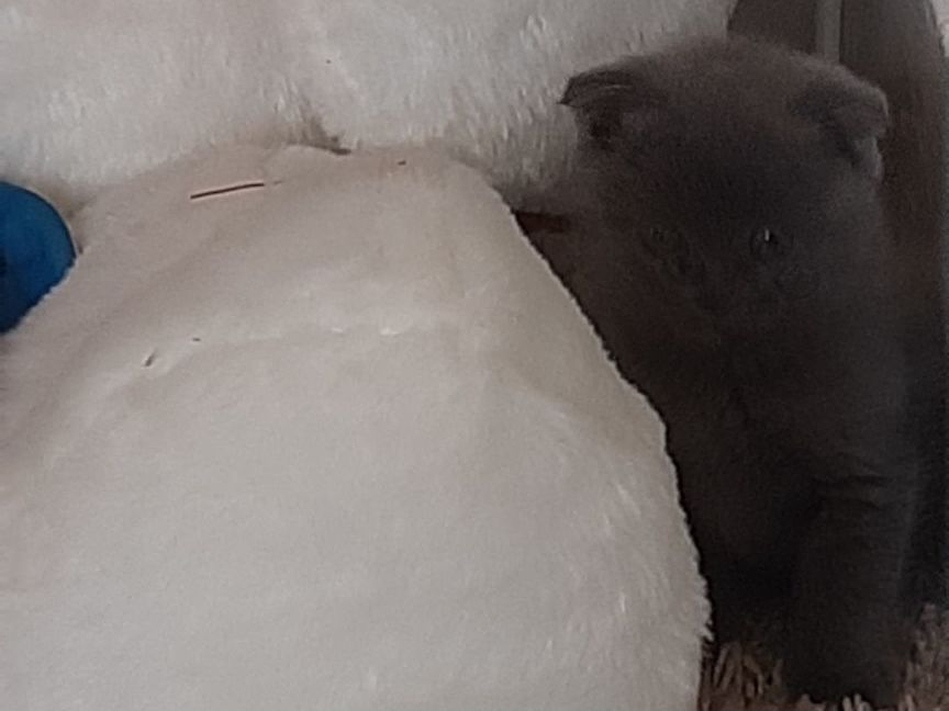 Продажа британских котят
