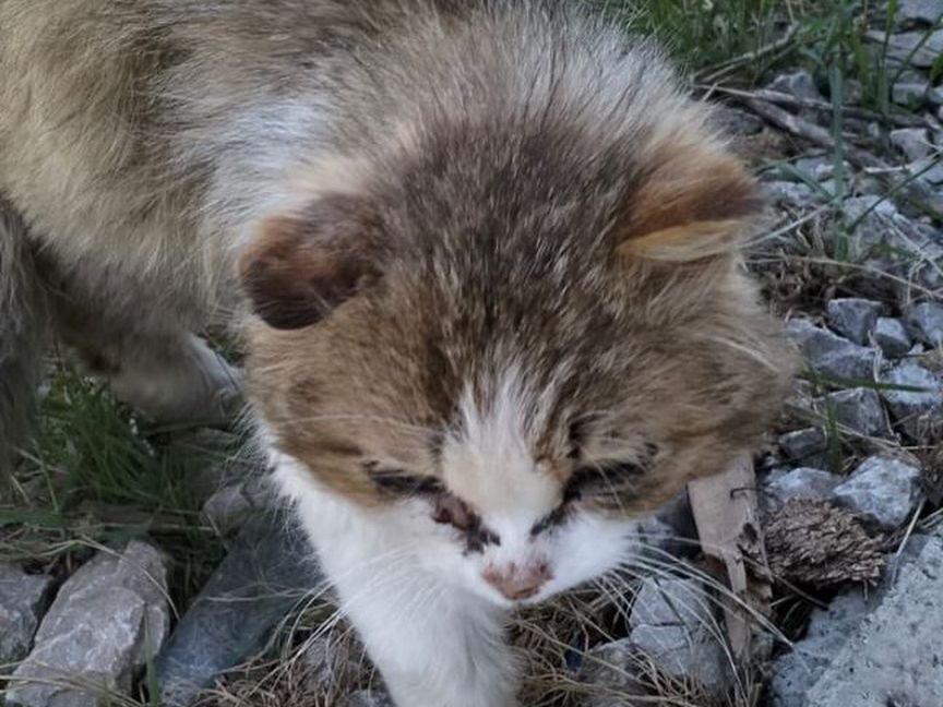 Кошки