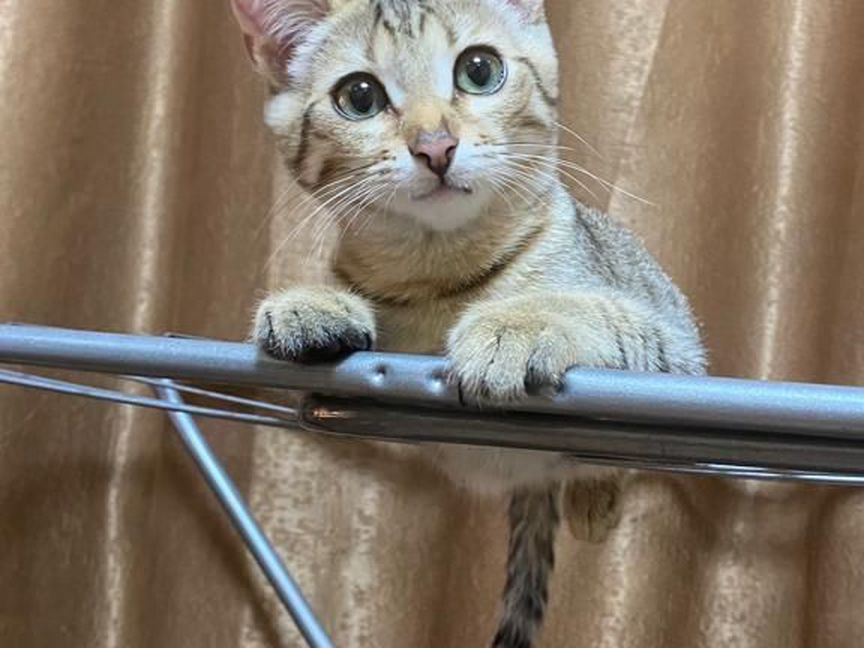 Отдам котенка в добрые руки породистые