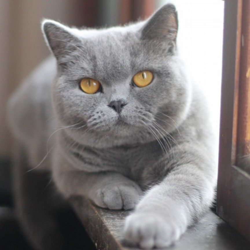 Британская короткошёрстная, взрослая кошка