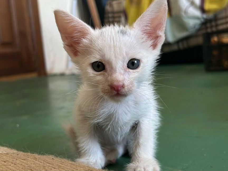 Отдам только в добрые и ответственные руки
