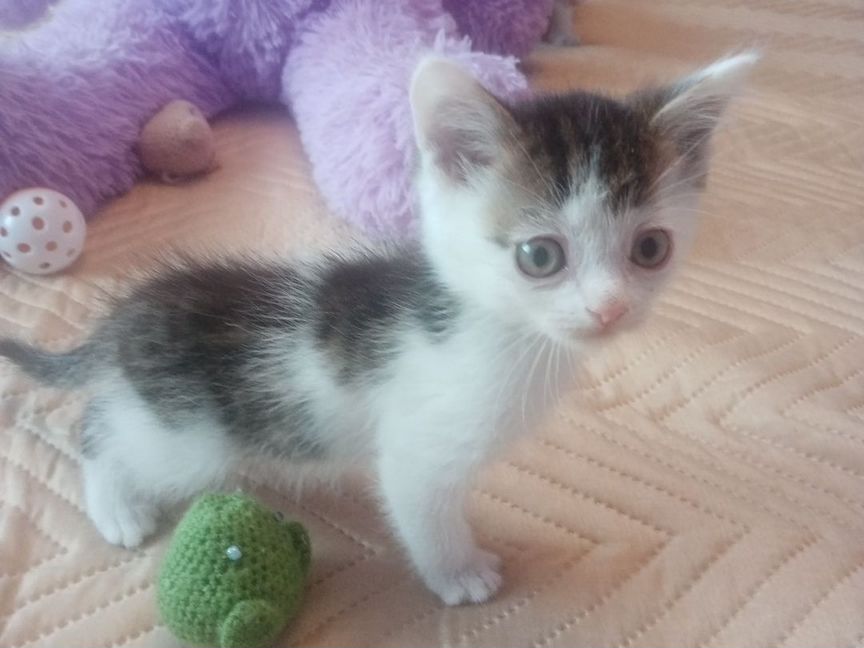 Котята в добрые руки