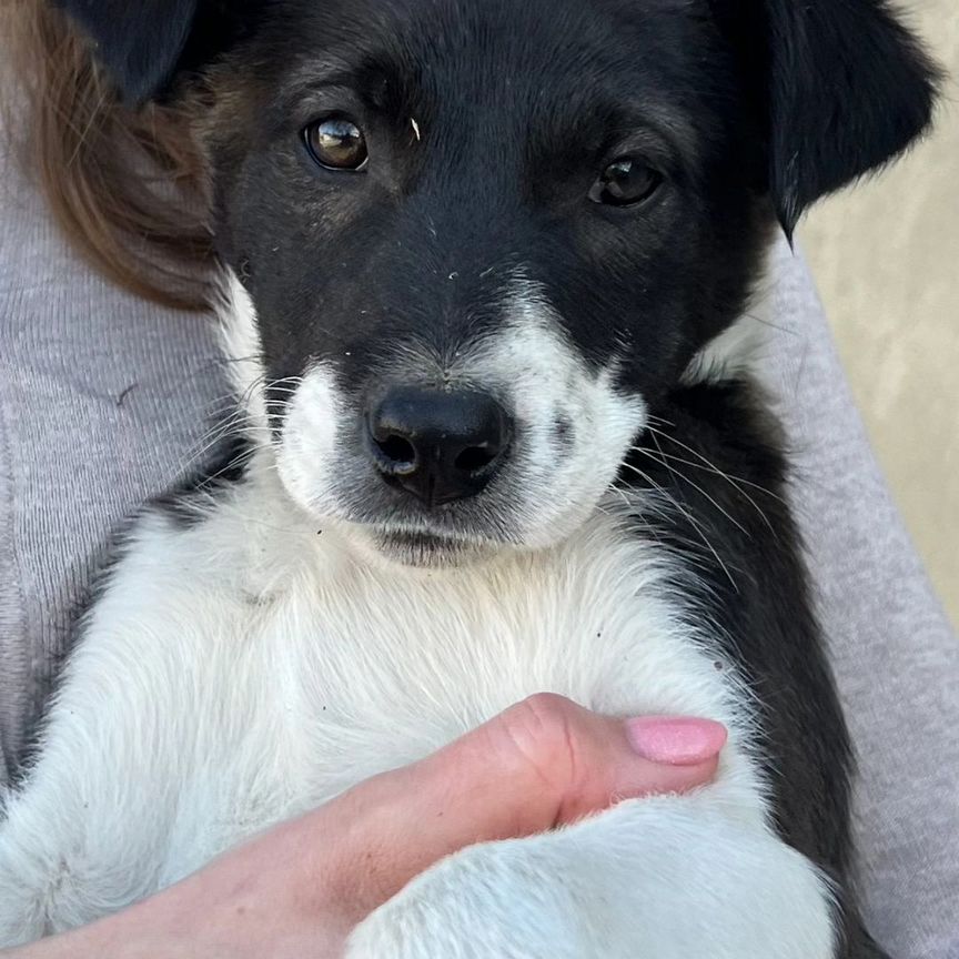 Уже стерилизованные щенки