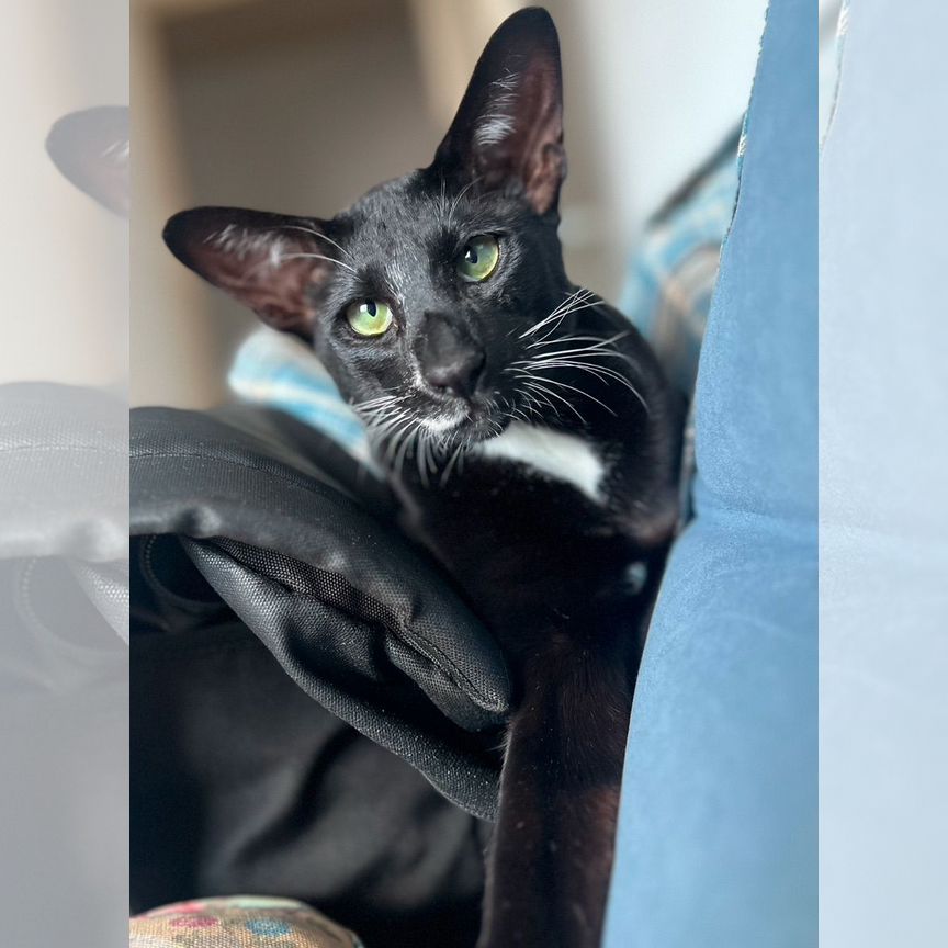 Ориентальный кот, взрослый